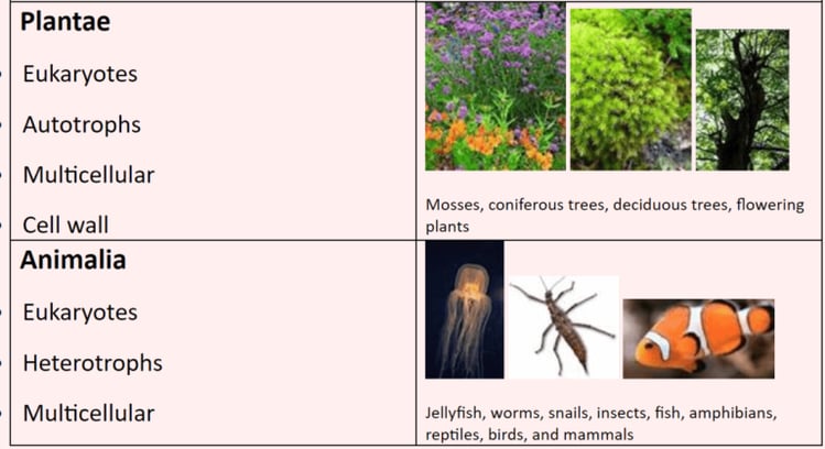 CHARACTERISTICS OF ORGANISMS LESSON PLAN – A COMPLETE SCIENCE LESSON ...