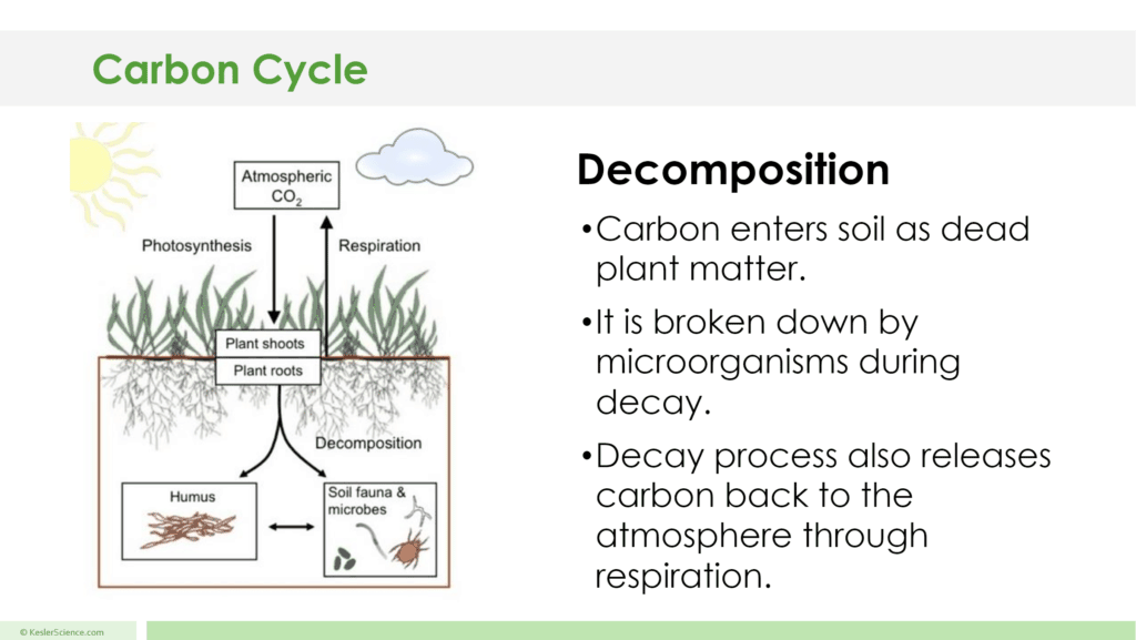 CARBON CYCLE LESSON PLAN – A COMPLETE SCIENCE LESSON USING THE 5E ...