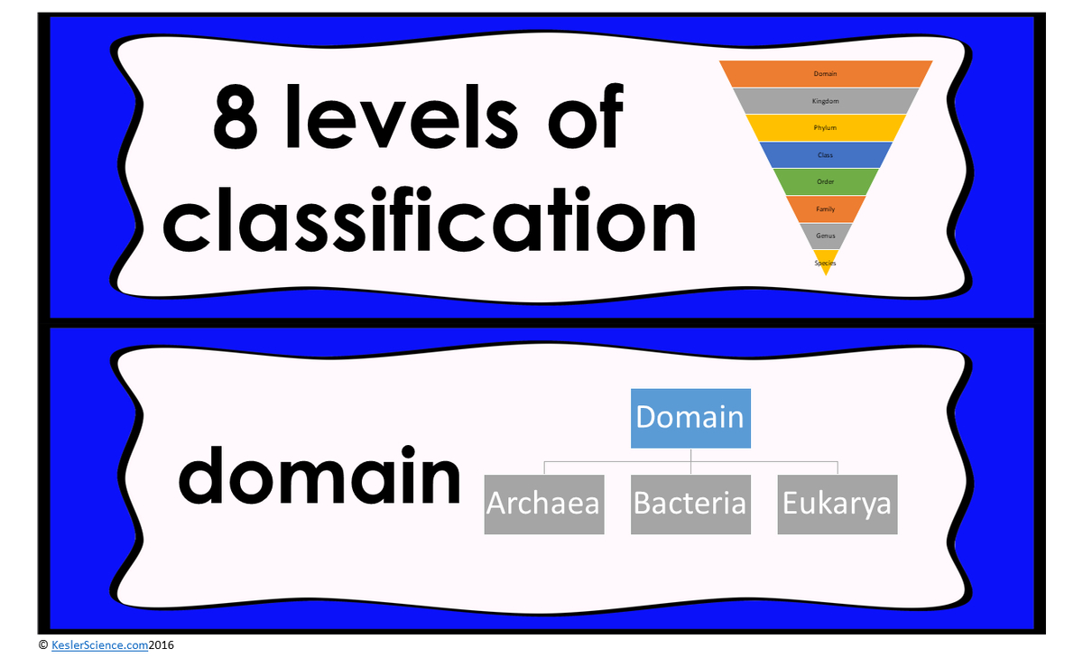 Classification Lesson Plan – A Complete 5E Method Science Unit
