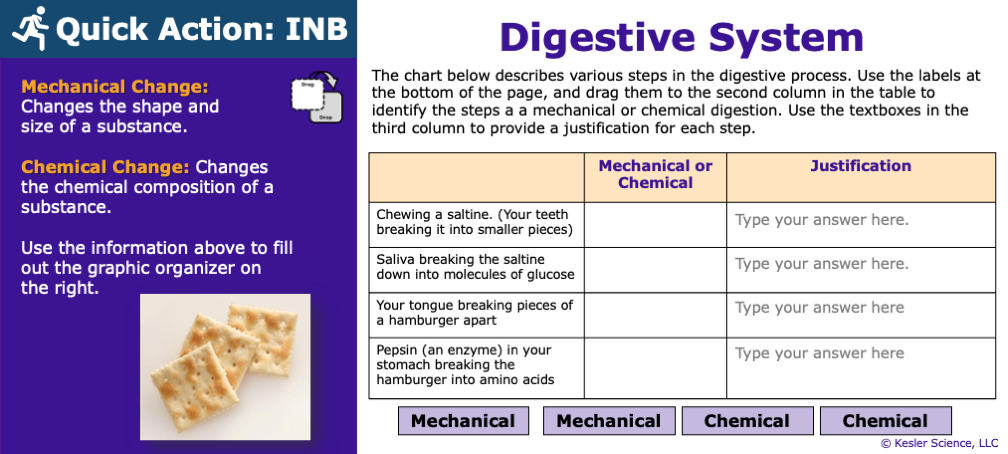 Digestive System Lesson Plan – A Complete 5E Method Science Unit