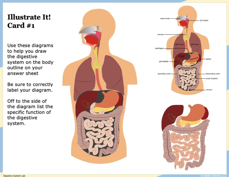 Digestive System Lesson Plan – A Complete 5E Method Science Unit
