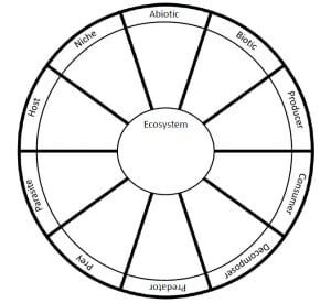 Interactions Within an Ecosystem INB Notes - FREEBIE
