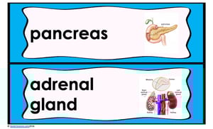 Endocrine System Lesson Plan – A Complete 5E Method Science Unit