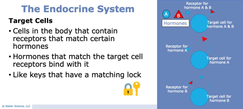 Endocrine System Lesson Plan – A Complete 5E Method Science Unit
