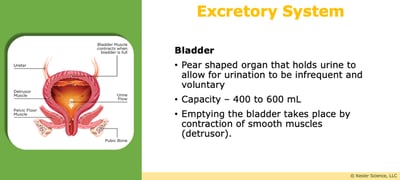 Excretory System Lesson Plan – A Complete 5E Method Science Unit