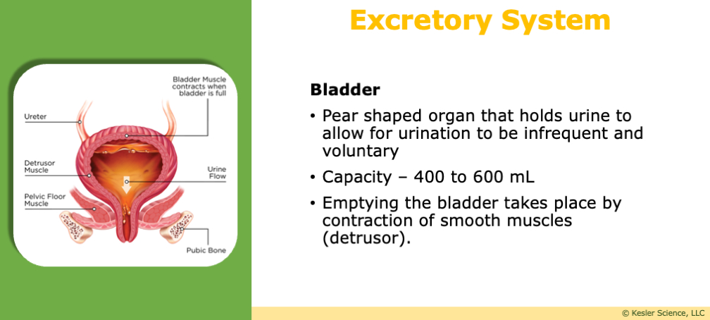Excretory System Lesson Plan – A Complete 5E Method Science Unit