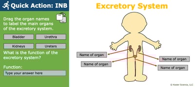 Excretory System Lesson Plan – A Complete 5E Method Science Unit