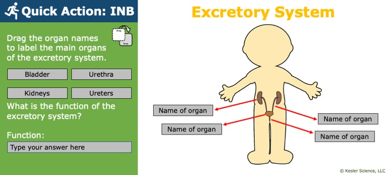 Excretory System Lesson Plan – A Complete 5E Method Science Unit