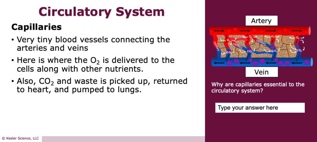 Circulatory System Lesson Plan – A Complete 5E Method Science Unit