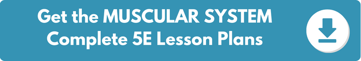 Muscular System Lesson Plan – A Complete 5E Method Science Unit