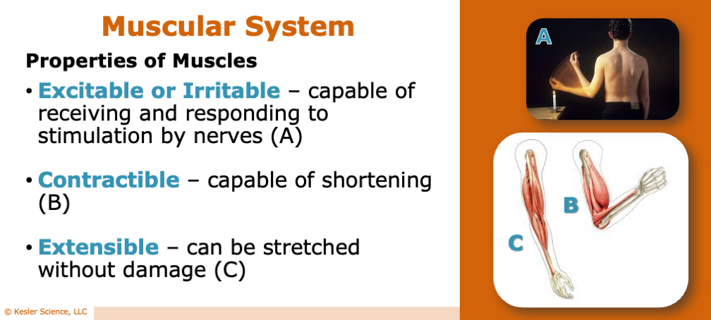 Muscular System Lesson Plan – A Complete 5E Method Science Unit