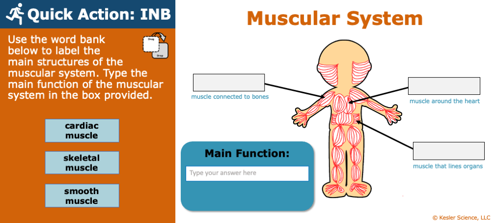 Muscular System Lesson Plan – A Complete 5E Method Science Unit