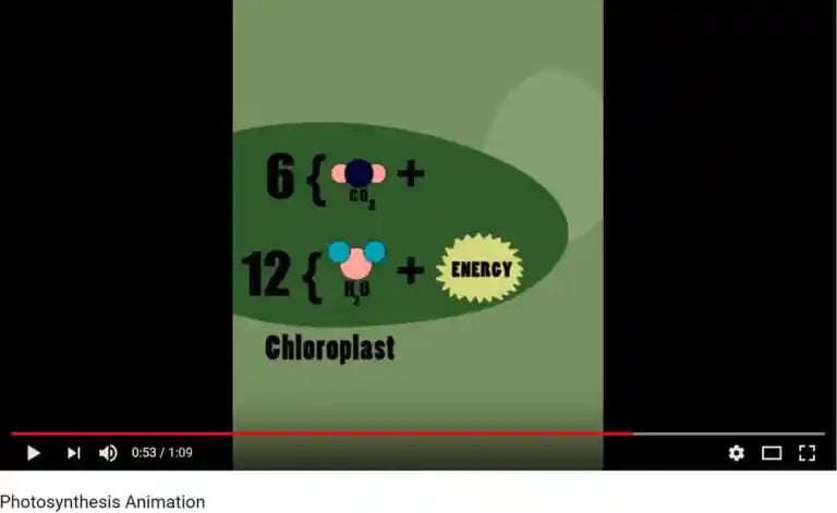 Photosynthesis Lesson Plan – A Complete 5E Method Science Unit