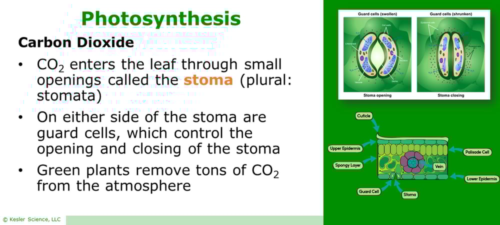 Photosynthesis Lesson Plan – A Complete 5E Method Science Unit