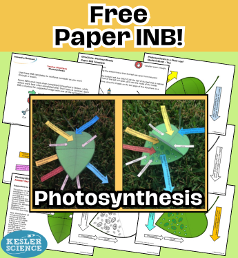Free Photosynthesis Interactive Notebook