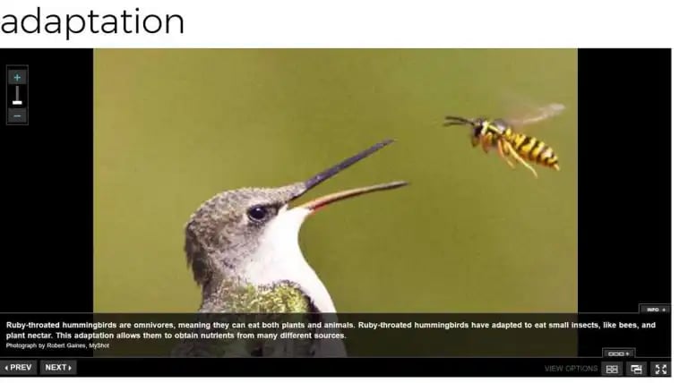 ShortLongTermEnvironmentalImpactLessonPlan–Complete5EMethodScienceUnit