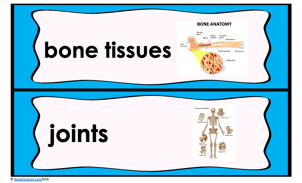 Skeletal System Lesson Plan - A Complete 5E Method Science Unit