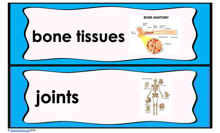 Skeletal System Lesson Plan - A Complete 5E Method Science Unit