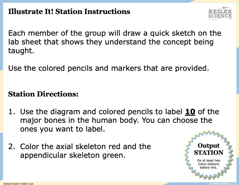 Skeletal System Lesson Plan - A Complete 5E Method Science Unit