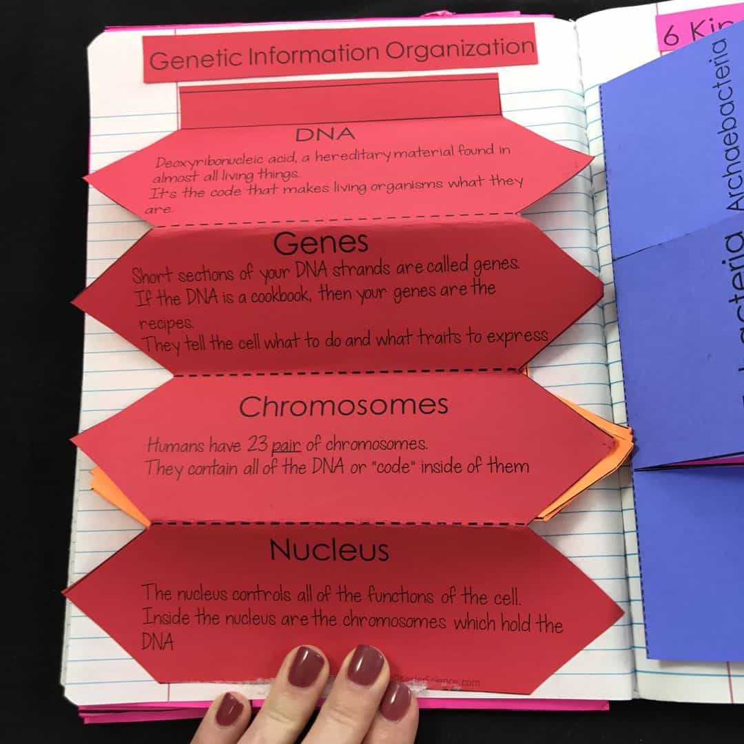 INHERITED TRAITS LESSON PLAN – A COMPLETE SCIENCE LESSON USING THE 5E ...