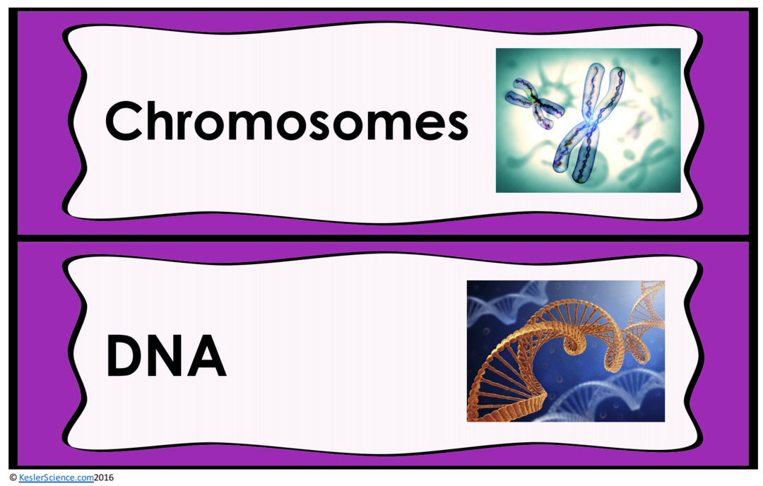 INHERITED TRAITS LESSON PLAN – A COMPLETE SCIENCE LESSON USING THE 5E ...