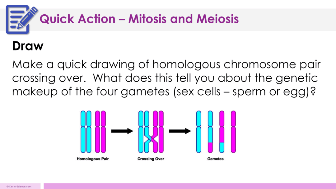 MITOSIS AND MEIOSIS LESSON PLAN – A COMPLETE SCIENCE LESSON USING THE ...