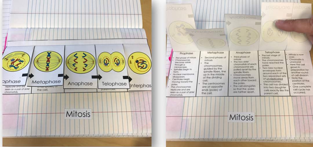 MITOSIS AND MEIOSIS LESSON PLAN – A COMPLETE SCIENCE LESSON USING THE ...