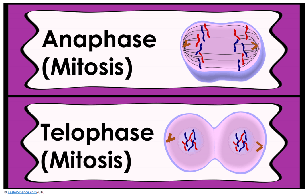 MITOSIS AND MEIOSIS LESSON PLAN – A COMPLETE SCIENCE LESSON USING THE ...