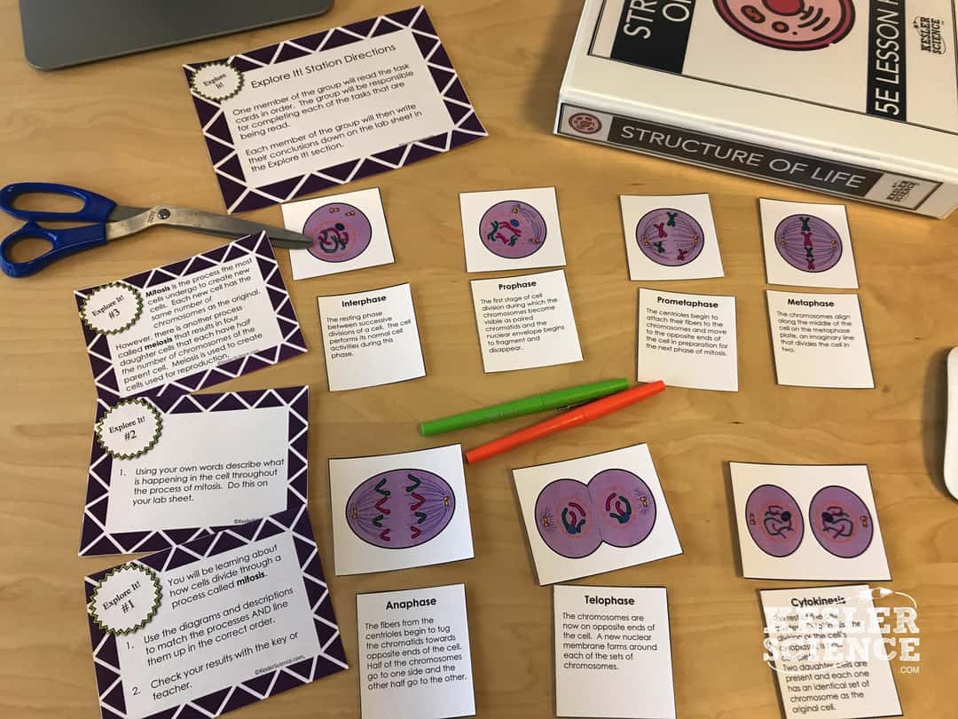 MITOSIS AND MEIOSIS LESSON PLAN – A COMPLETE SCIENCE LESSON USING THE ...