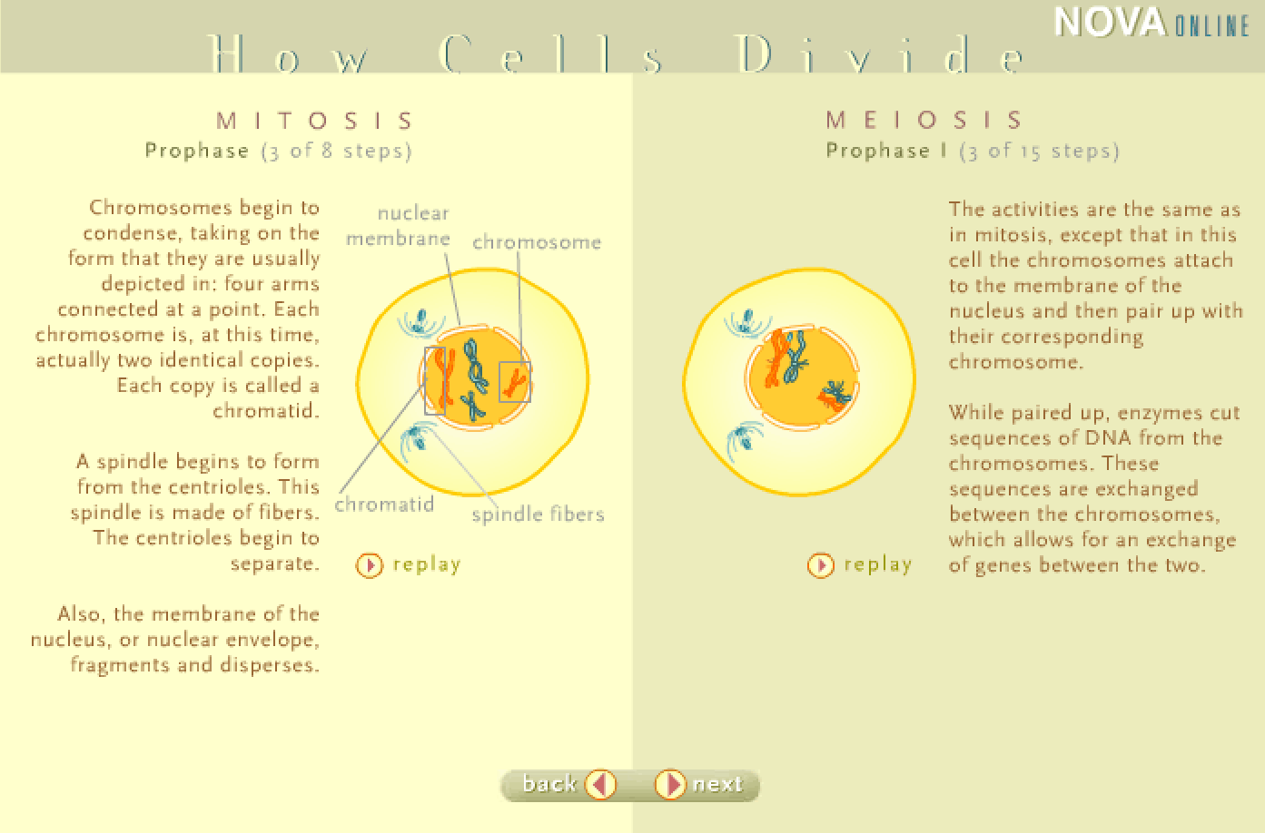MITOSIS AND MEIOSIS LESSON PLAN – A COMPLETE SCIENCE LESSON USING THE ...