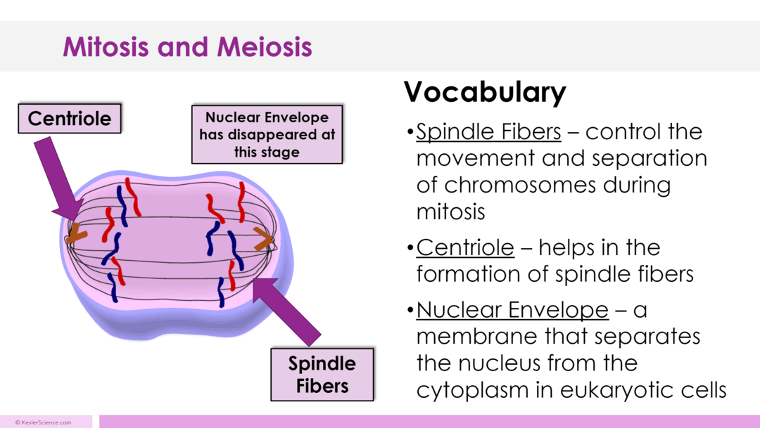 MITOSIS AND MEIOSIS LESSON PLAN – A COMPLETE SCIENCE LESSON USING THE ...