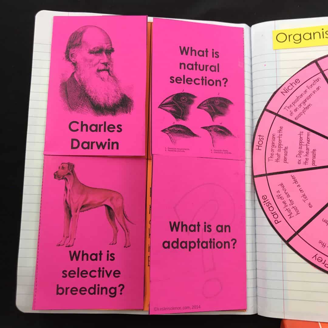 NATURAL SELECTION LESSON PLAN – A COMPLETE SCIENCE LESSON USING THE 5E ...