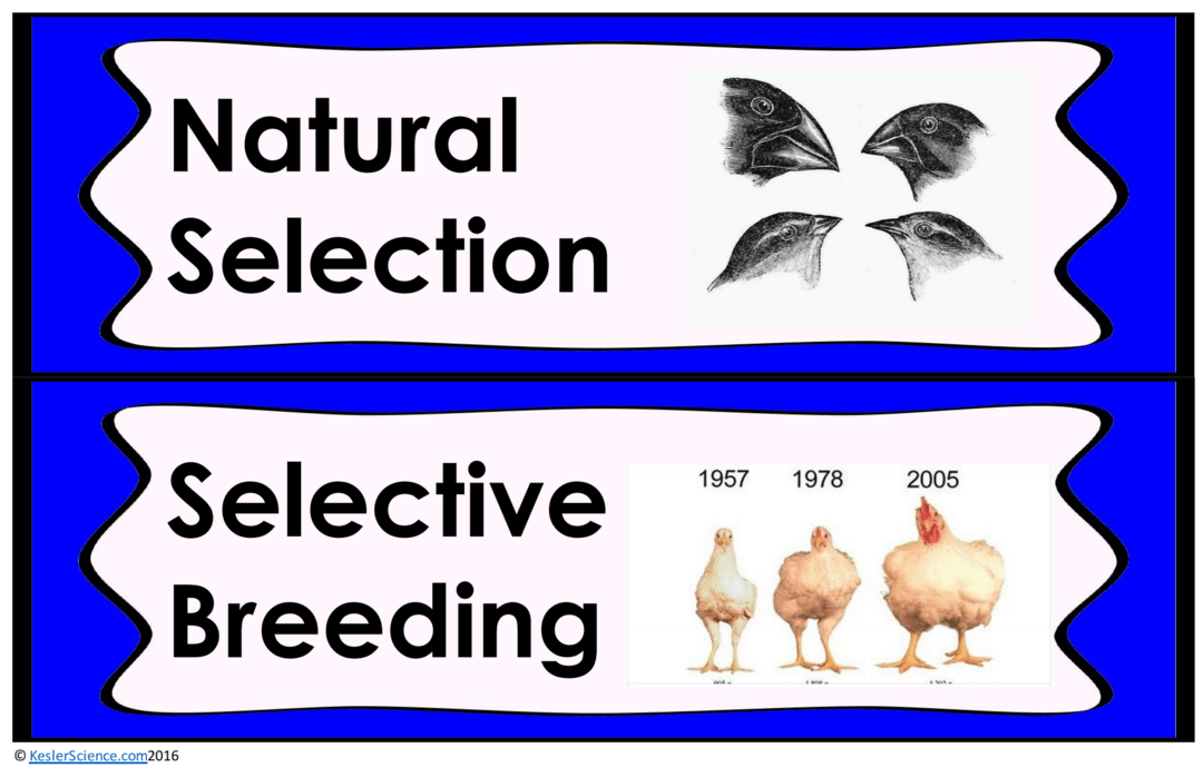 NATURAL SELECTION LESSON PLAN – A COMPLETE SCIENCE LESSON USING THE 5E ...