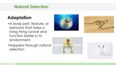 NATURAL SELECTION LESSON PLAN – A COMPLETE SCIENCE LESSON USING THE 5E ...