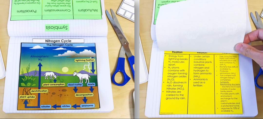 NITROGEN CYCLE LESSON PLAN – A COMPLETE SCIENCE LESSON USING THE 5E ...