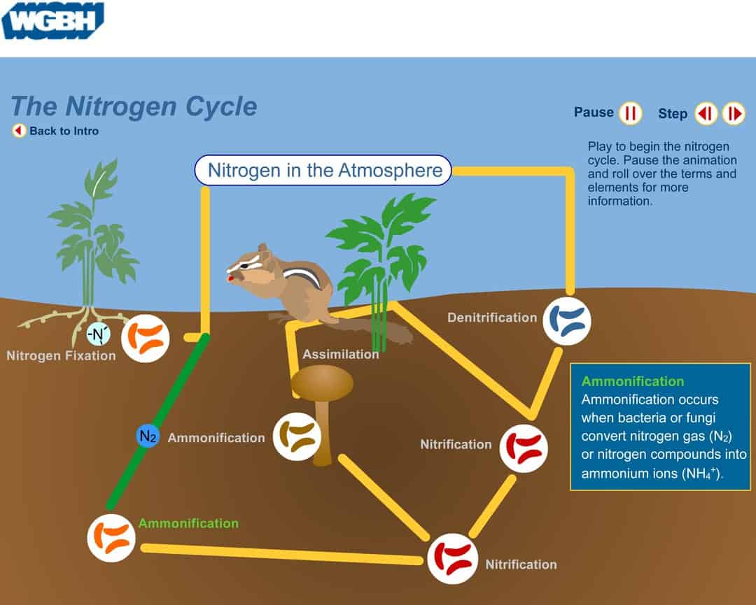NITROGEN CYCLE LESSON PLAN – A COMPLETE SCIENCE LESSON USING THE 5E ...