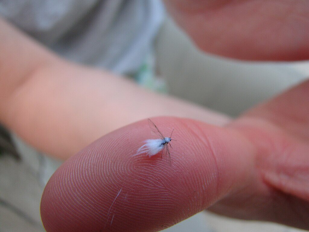 Fuzzy White Fly