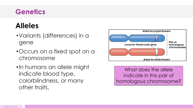 GENETICS LESSON PLAN – A COMPLETE SCIENCE LESSON USING THE 5E METHOD OF ...