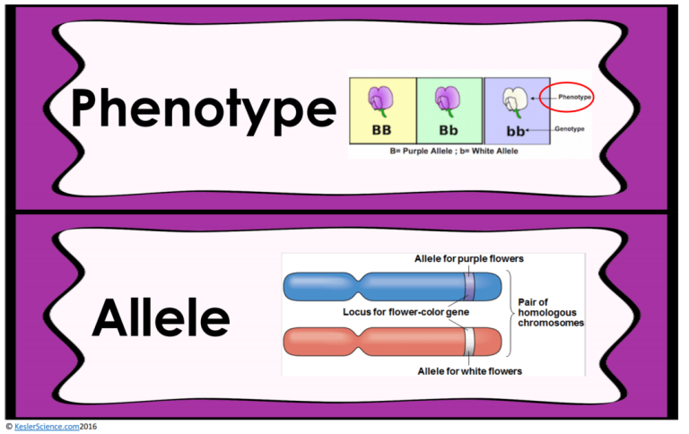 GENETICS LESSON PLAN – A COMPLETE SCIENCE LESSON USING THE 5E METHOD OF ...