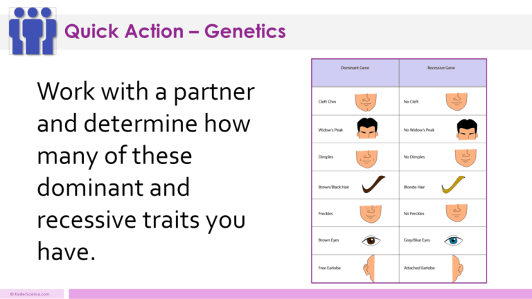GENETICS LESSON PLAN – A COMPLETE SCIENCE LESSON USING THE 5E METHOD OF ...