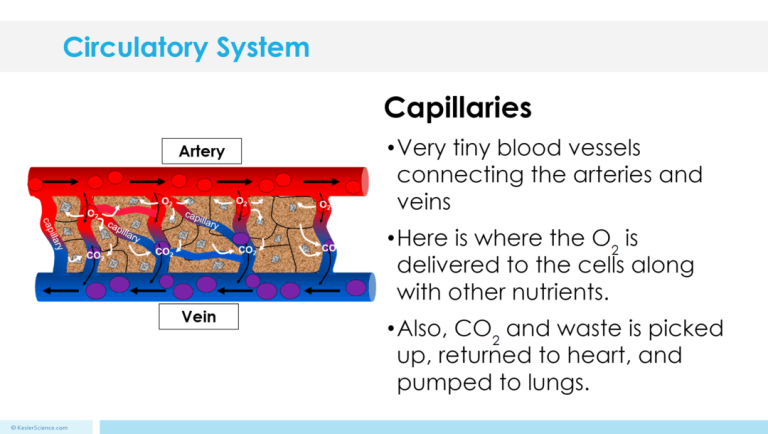 Circulatory System Lesson Plan – A Complete 5E Method Science Unit