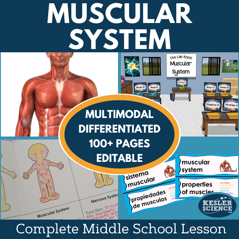 Muscular System Activities for Middle School Science