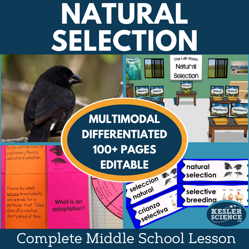 Natural Selection Activities for Middle School Science