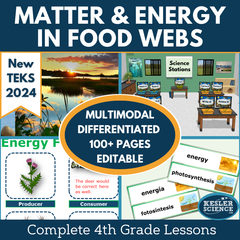 TEKS 4.12B Matter & Energy in Food Webs Activities 4th Grade Science