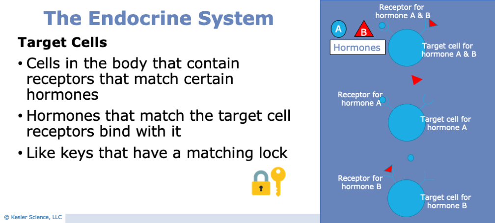 Endocrine System Lesson Plan – A Complete 5E Method Science Unit