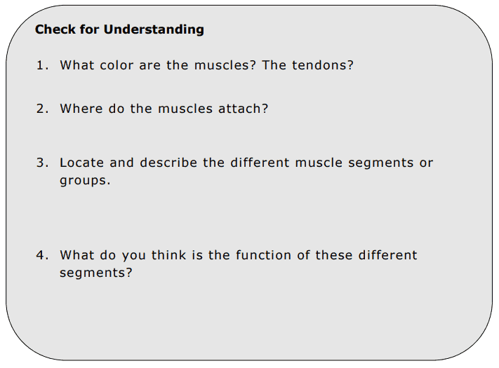 Muscular System Inquiry Lab