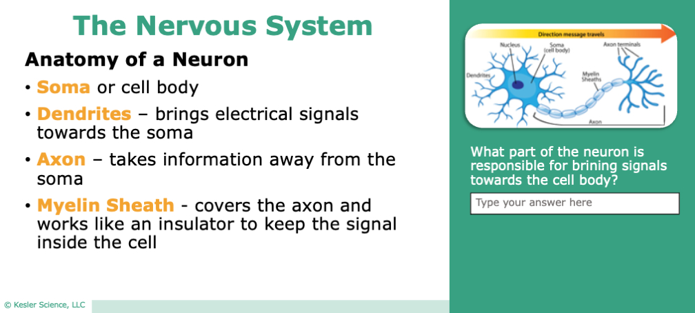 Nervous System Lesson Plan – A Complete 5E Method Science Unit