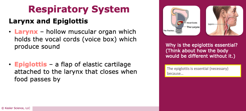Respiratory System Lesson Plan - A Complete 5E Method Science Unit