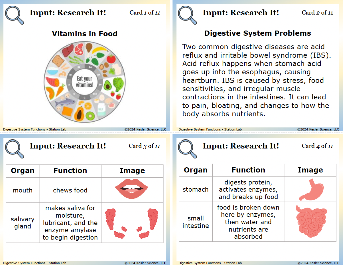 Digestive System Activity: 8 Hands-On Stations (TEKS 7.13A) | Kesler ...