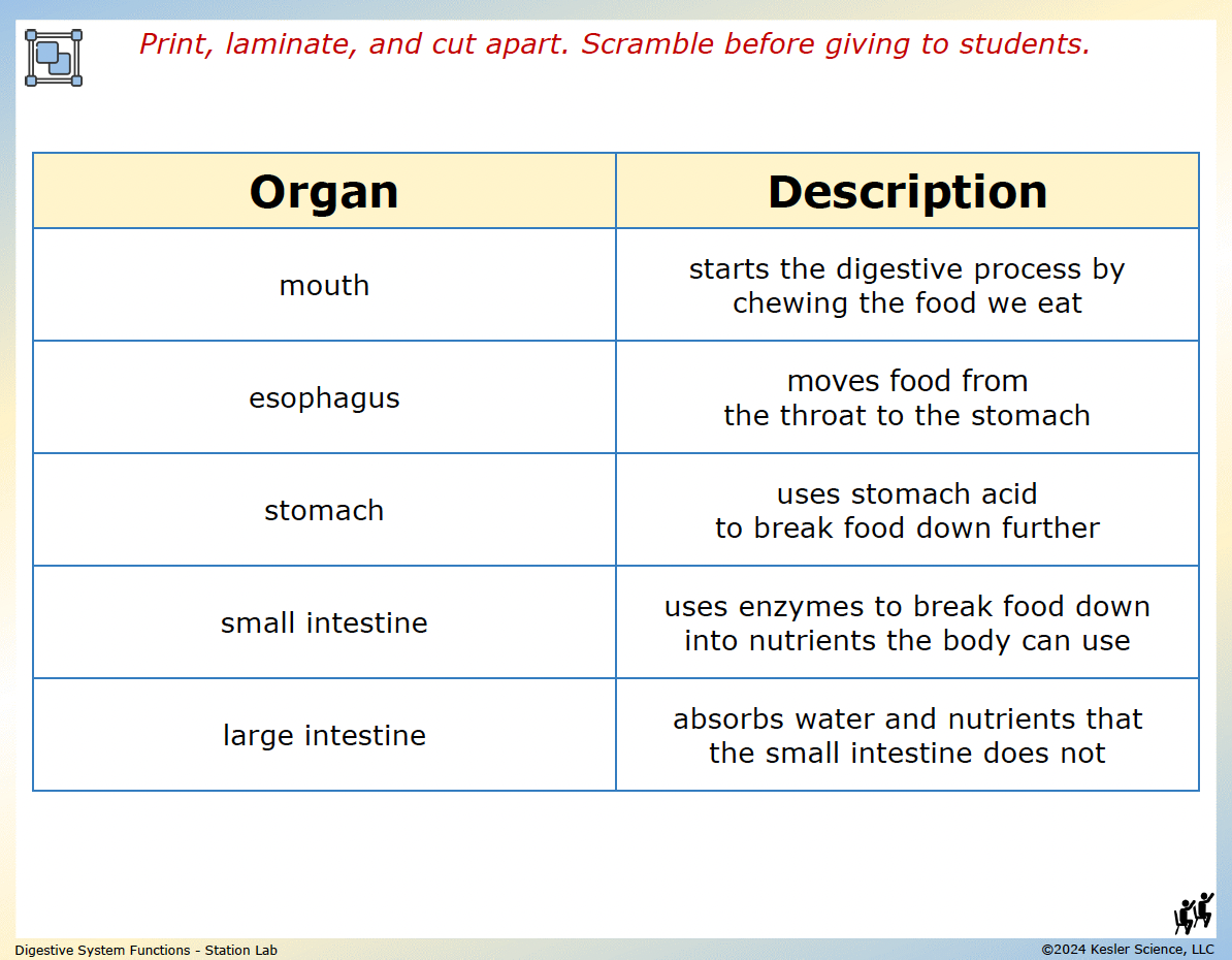 Digestive System Activity: 8 Hands-On Stations (TEKS 7.13A) | Kesler ...